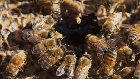 Rotten | Site oficial da Netflix