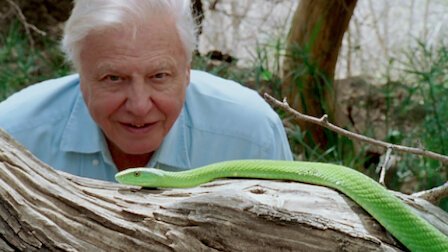Watch David Attenborough: A Life on Our Planet | Netflix Official Site