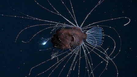 Nuestro planeta | Sitio oficial de Netflix