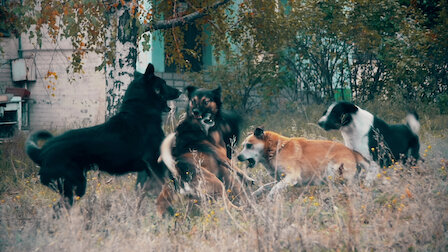 Watch 72 Dangerous Animals: Latin America | Netflix Official Site