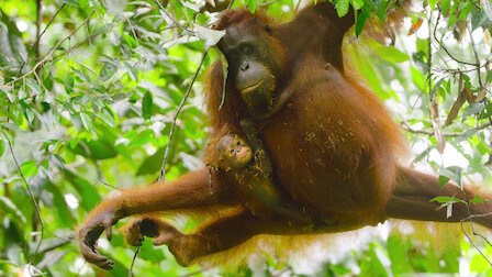 Watch Wild Babies | Netflix Official Site